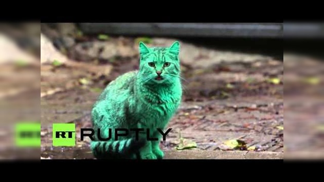 Un extraño gato verde esmeralda aparece en las calles de Bulgaria - RT