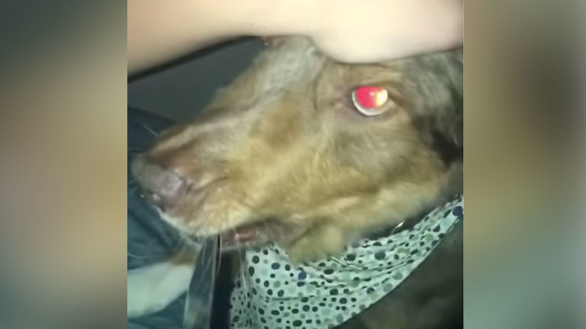 VIDEO: Se queda a dormir en casa de su hermano y el perro la 'saluda ...