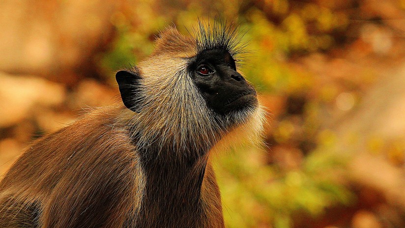 FOTO: La angustiosa imagen de una madre mono con su cría muerta en las ...