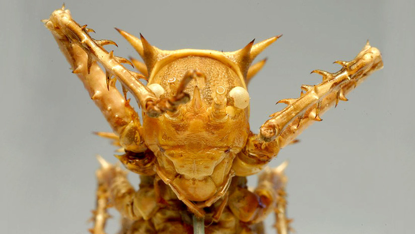 VIDEO: Un grillo erizo gigante devora a un insecto por completo en ...