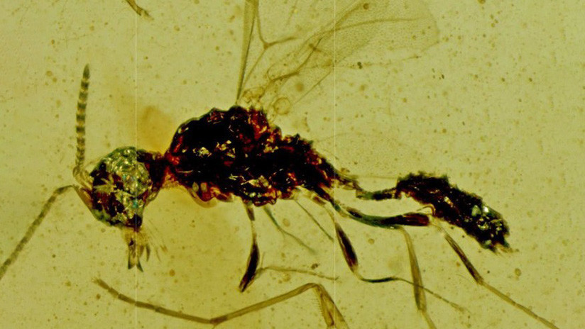 Hallan en ámbar dominicano una criatura invertebrada de hace 30 ...