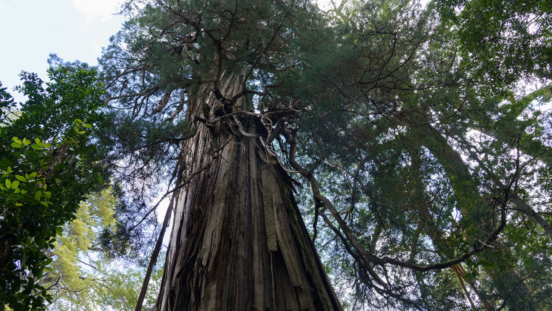 El Alerce milenario de Chile podría ser el árbol más antiguo del mundo ...