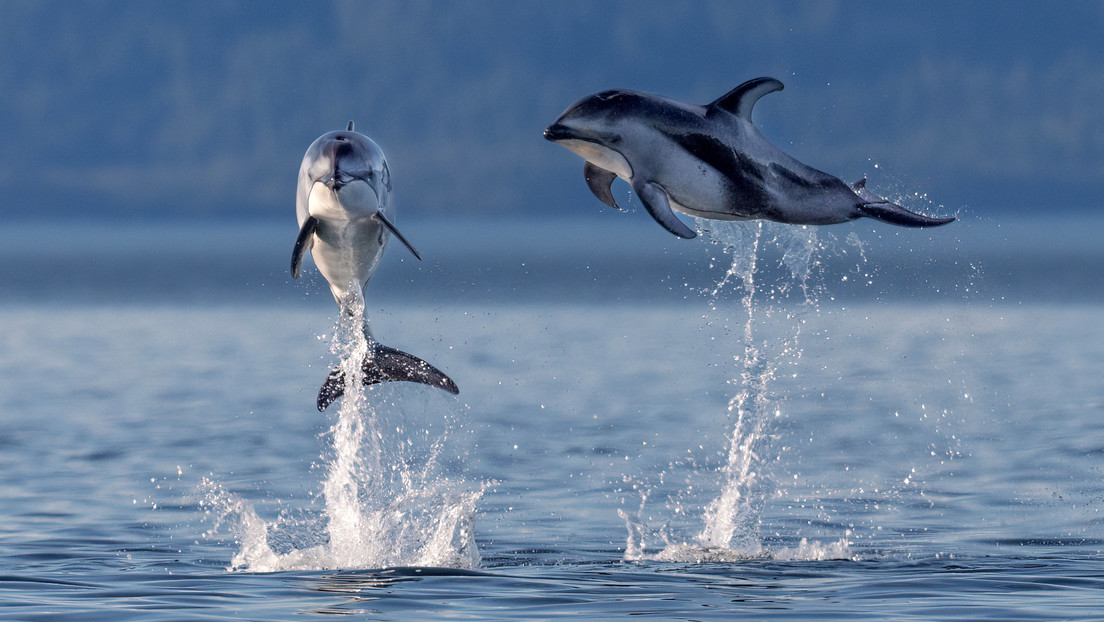 Colocan cámaras en los delfines entrenados por la Marina de EE.UU. y ...