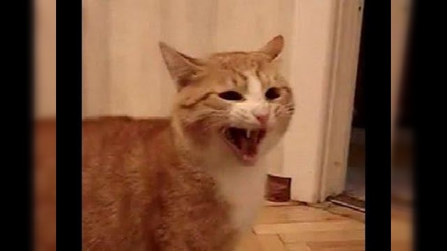 Un gato grita como Godzilla a otro felino que le golpea - RT