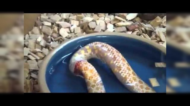 Graban a una serpiente devorándose a sí misma - RT