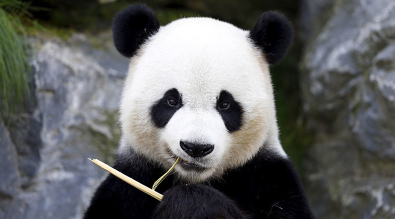 'Coo-Coo!' Do you speak Panda? Chinese scientists claim they've ...