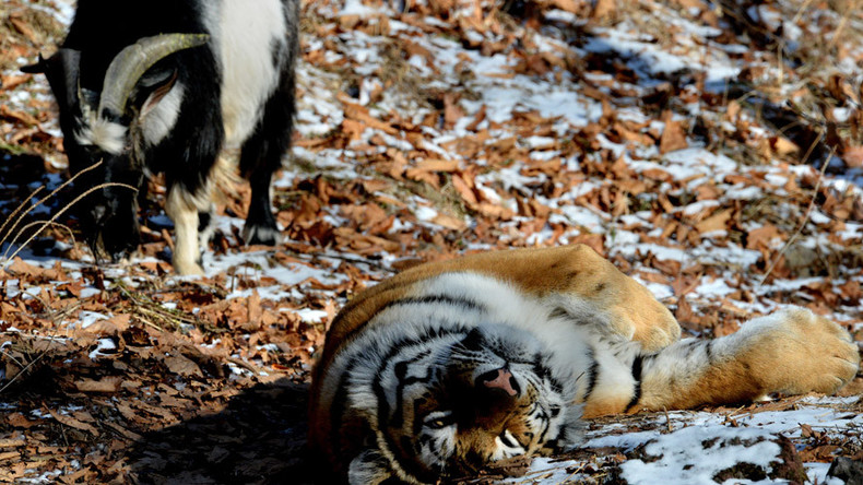 Tiger & goat: Big cat and ‘failed lunch’ now BFF in Russian safari park ...