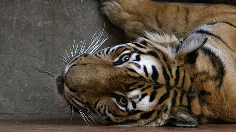 Tigers 'starved to death' to make $500 aphrodisiac wine with their ...