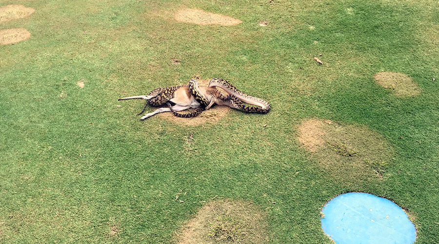 Whole in one? Python devours wallaby in golf course attack (PHOTO) — RT Viral