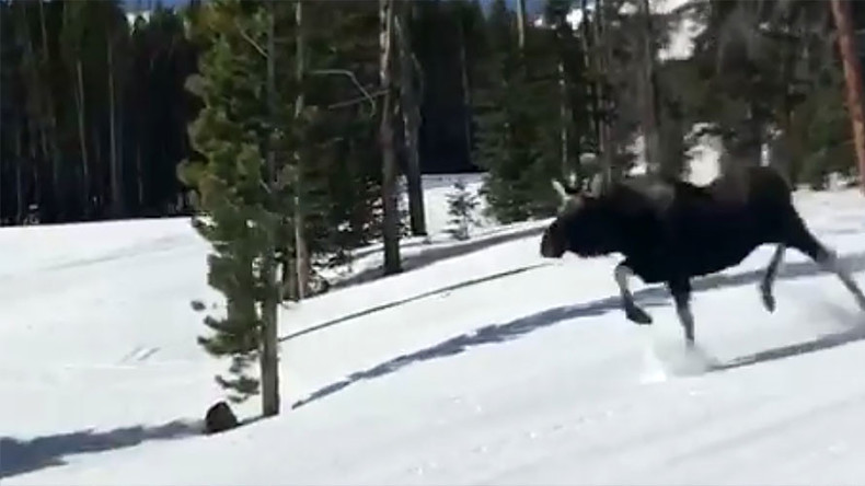 Wild moose chase: Snowboarders caught on camera in race for their lives ...
