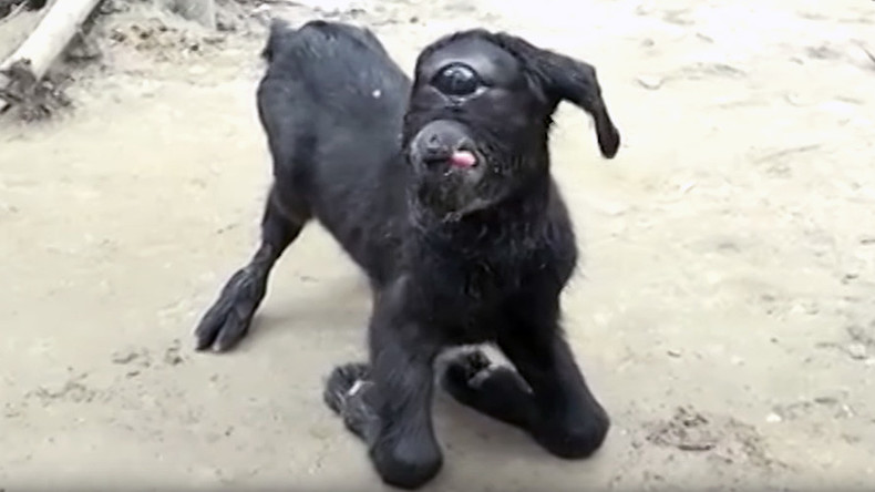‘Like a miracle’: Crowds flock to see one-eyed ‘cyclops’ goat (VIDEO ...
