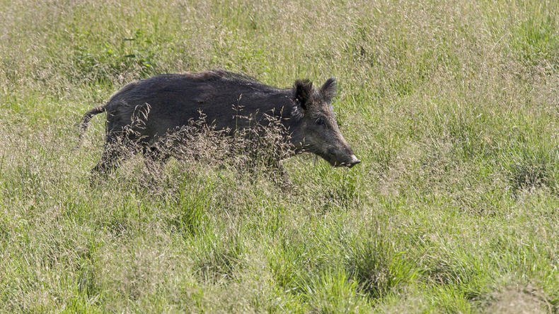 Sweden’s wild boars have ‘extremely high’ radiation levels 31 years ...