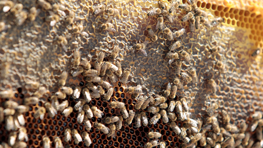 Hiveway robbery: Enormous 'angry' swarm may descend on UK after million ...