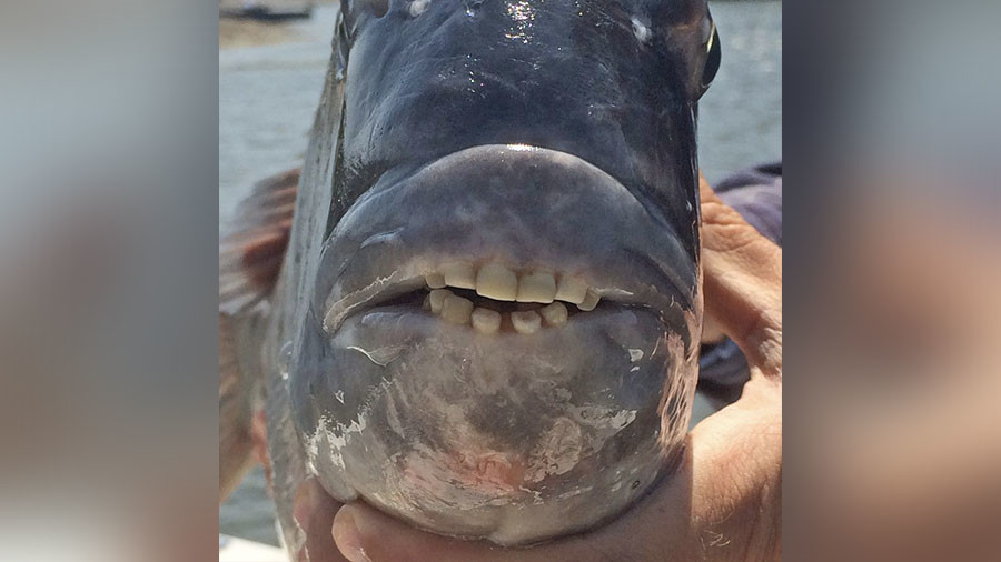 ‘Shy but intelligent’: Fish with ‘human teeth’ caught in South Carolina ...