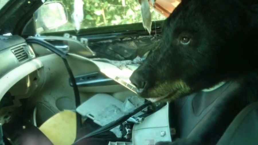 Bear rips car to shreds after becoming trapped inside (VIDEO) — RT USA News