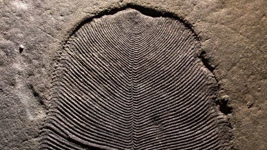 Russian fossils close case on ‘world's oldest creature’ mystery — RT ...