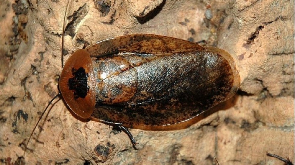 No patient too small: Russian vets perform successful surgery on a ...