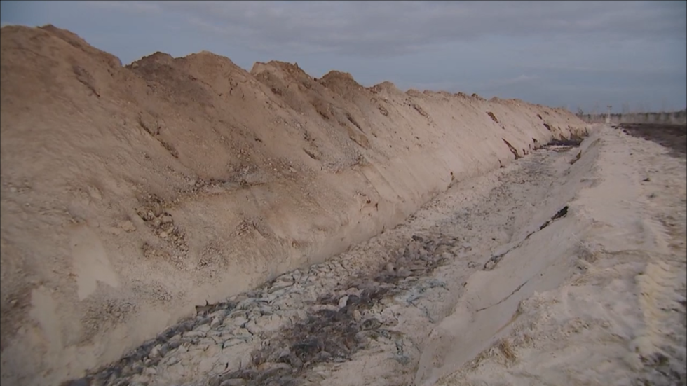 ‘Zombie mink rise to exact revenge’: Hordes of dead ‘corona’ animals in ...