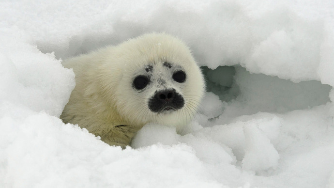 Saving seals — RT Documentary