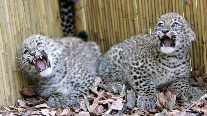 Sochi Olympics gives new chance to Persian leopards in the Caucasus ...