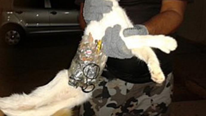 Brazilian cat caught in prison break plot doesn't rat on accomplices ...