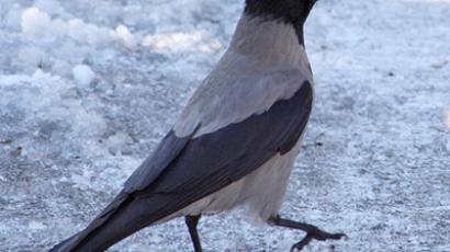 Russian angry birds: Crows 'attack' MPs cars with stones — RT World News