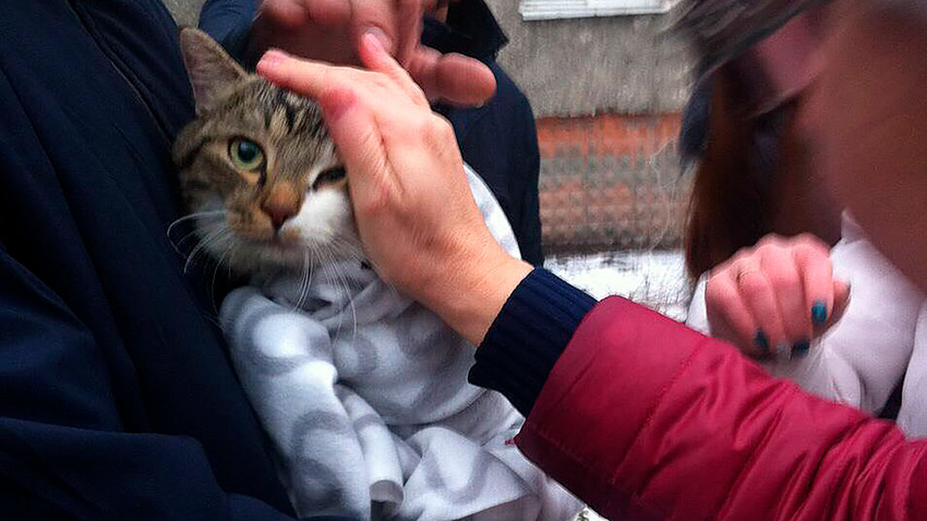 Omsk residents raise money to launch dramatic cat rescue - Russia Beyond