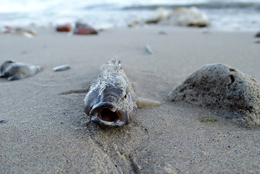 Follow in the footsteps of Chekhov while enjoying good seafood in the ...