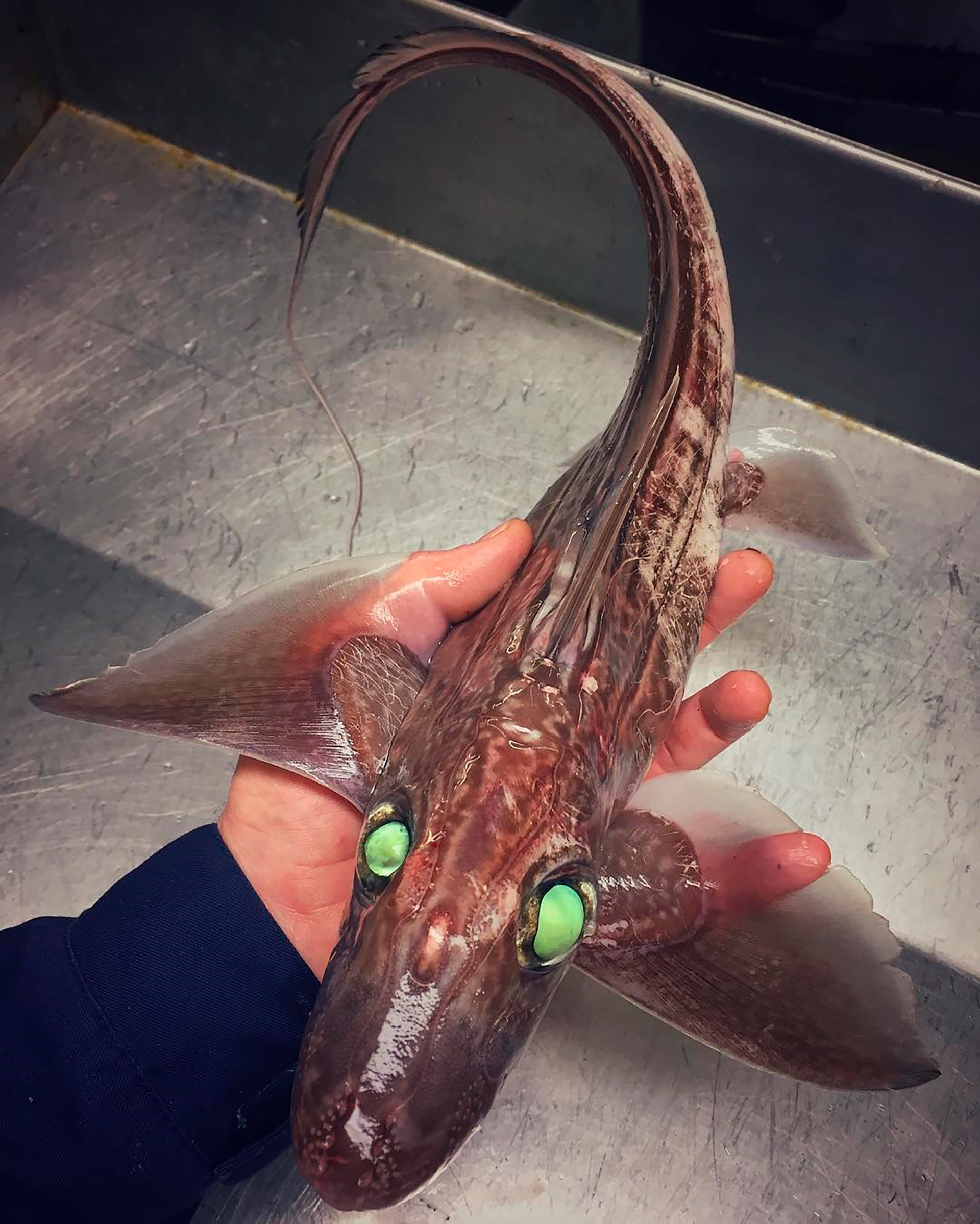 Scary and fascinating beasts found in Russian waters - Russia Beyond