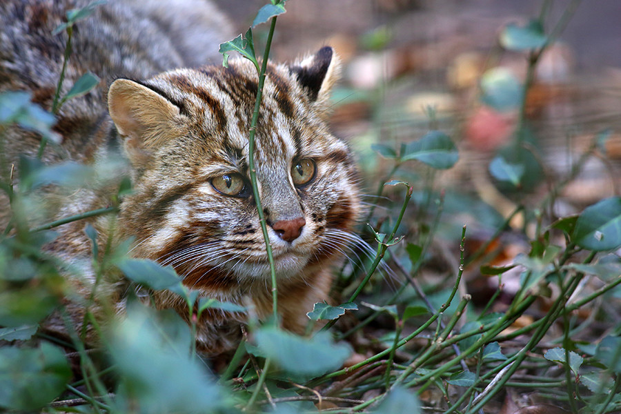 Fast and furrrry: 8 Russian wild cats you should avoid meeting - Russia ...