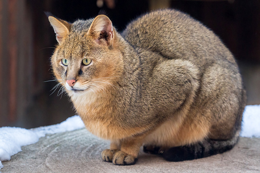 Fast and furrrry: 8 Russian wild cats you should avoid meeting - Russia ...