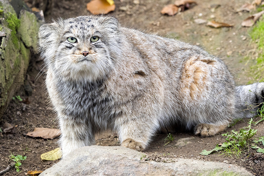 Fast and furrrry: 8 Russian wild cats you should avoid meeting - Russia ...