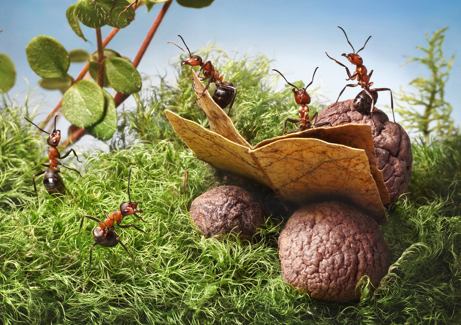 À l'intérieur de la fourmilière: les incroyables clichés d’un ...