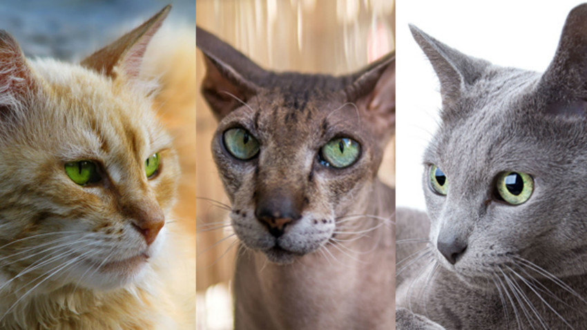 Ces races populaires de chats originaires de Russie - Russia Beyond FR