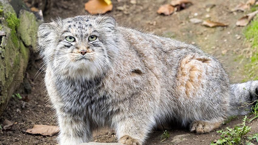 Why does this Pallas's cat from Moscow Zoo look so sad? - Russia Beyond