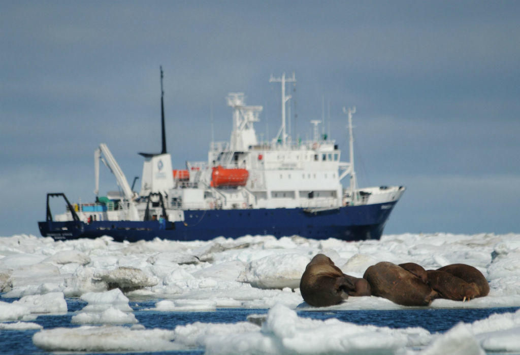 Bienvenido a la isla de Wrangel, el territorio del oso polar (Fotos ...