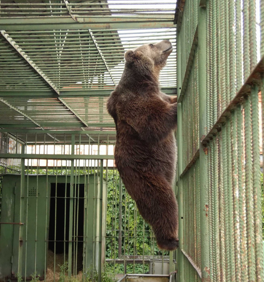 Estos son los 5 osos más famosos de Rusia - Russia Beyond ES