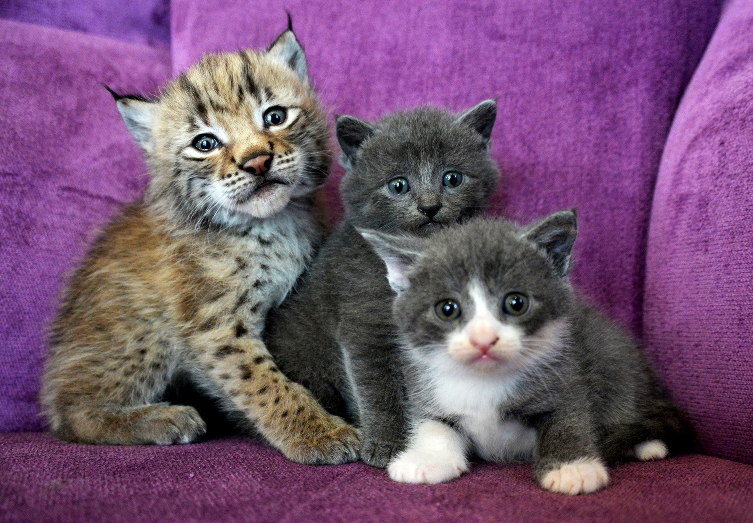 Menggemaskan, Seekor Induk Kucing di Siberia Mengadopsi Bayi Lynx ...