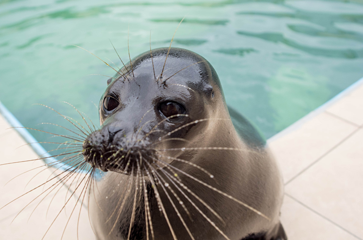 These photos of Kroshik the seal are the cutest thing you'll see today ...