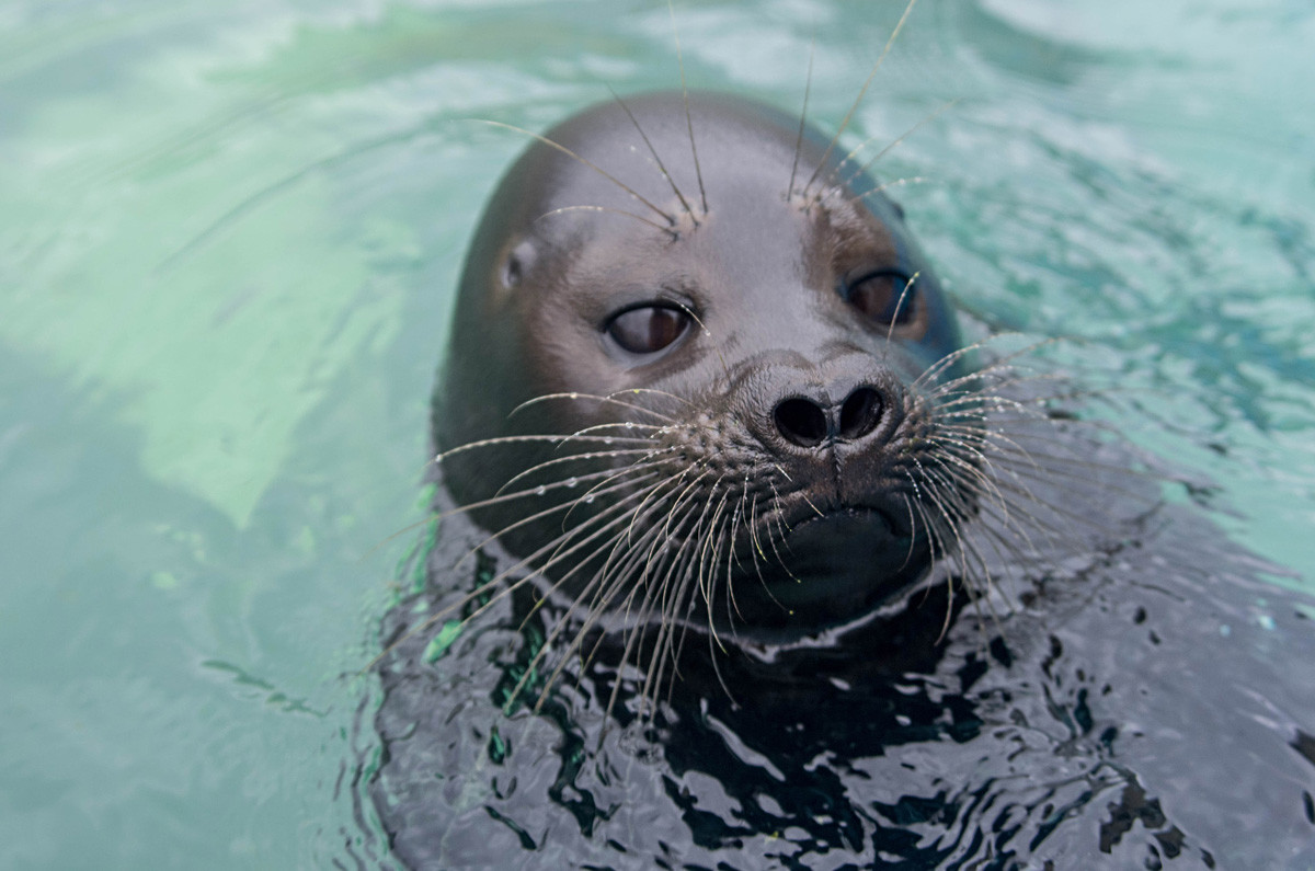 These photos of Kroshik the seal are the cutest thing you'll see today ...
