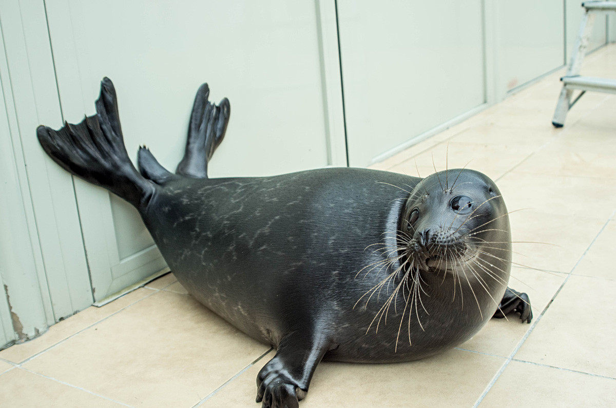 These photos of Kroshik the seal are the cutest thing you'll see today ...