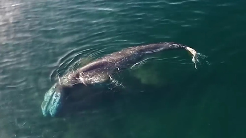 La sorprendente forma de comer de una ballena gris (Video) - Russia ...