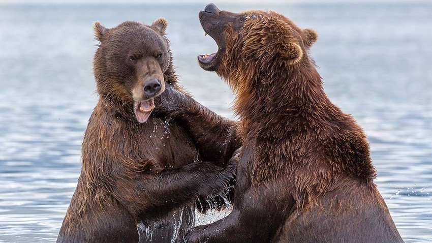 Kamchatka, territorio de los osos - Russia Beyond ES