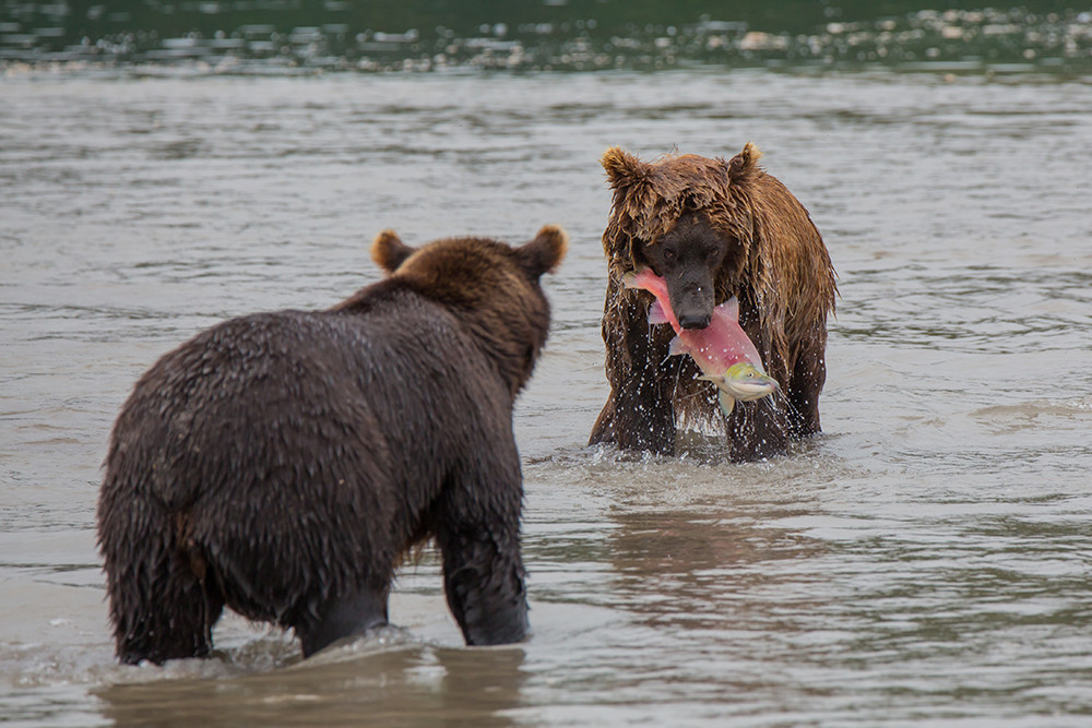 Kamchatka, territorio de los osos - Russia Beyond ES