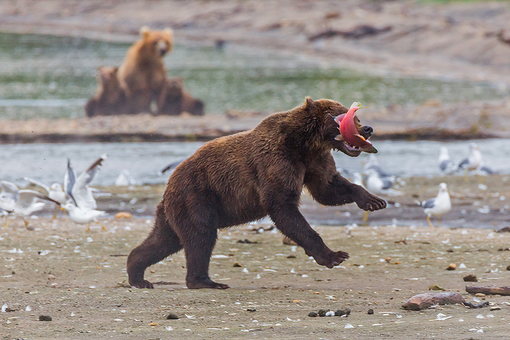 Kamchatka, territorio de los osos - Russia Beyond ES
