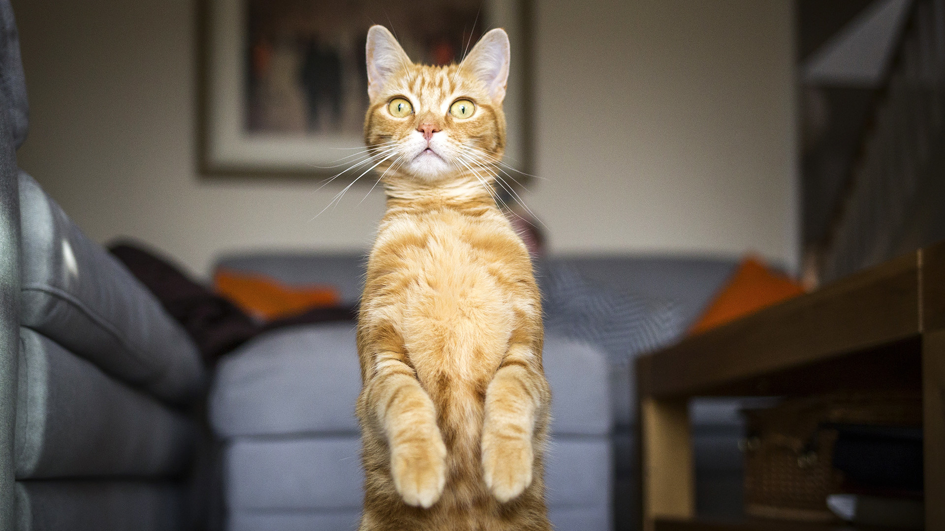 Cara Membeli Kucing di Rusia - Russia Beyond