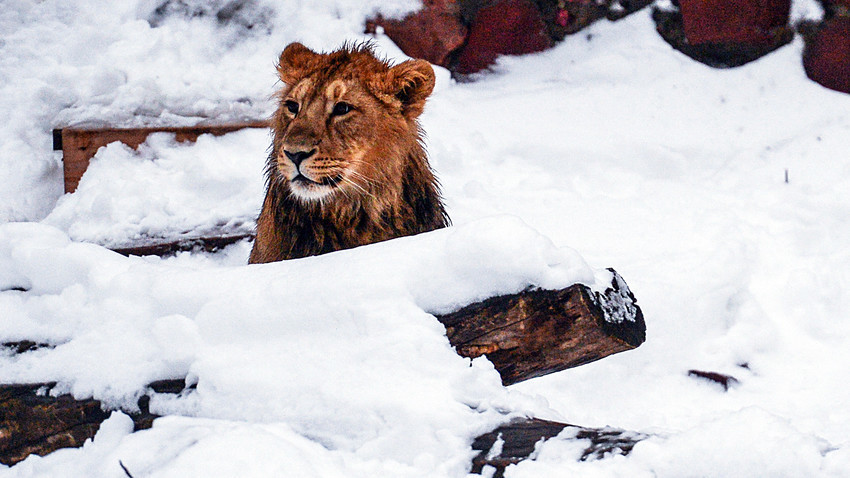 These animals playing with snow will melt your heart (PHOTO and VIDEO ...