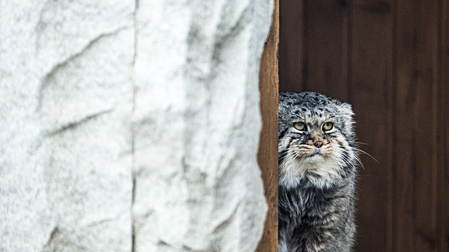 These animals playing with snow will melt your heart (PHOTO and VIDEO ...