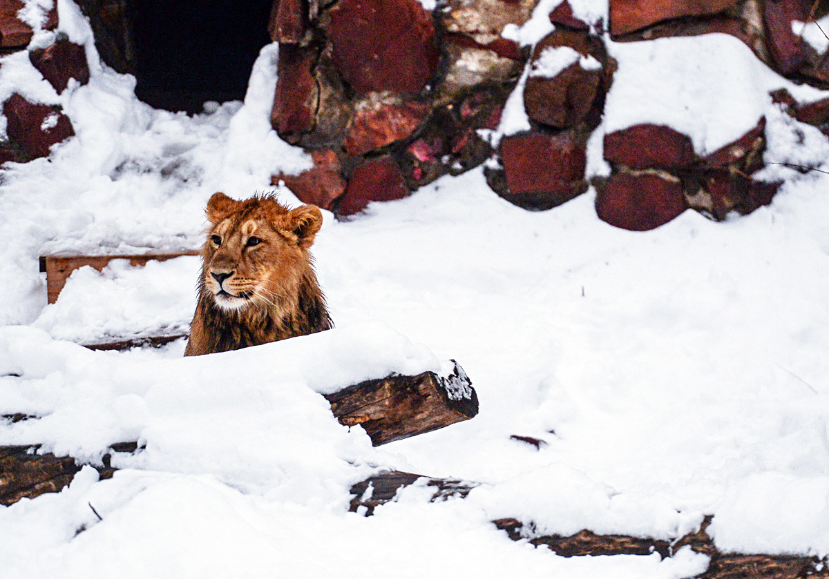 These animals playing with snow will melt your heart (PHOTO and VIDEO ...