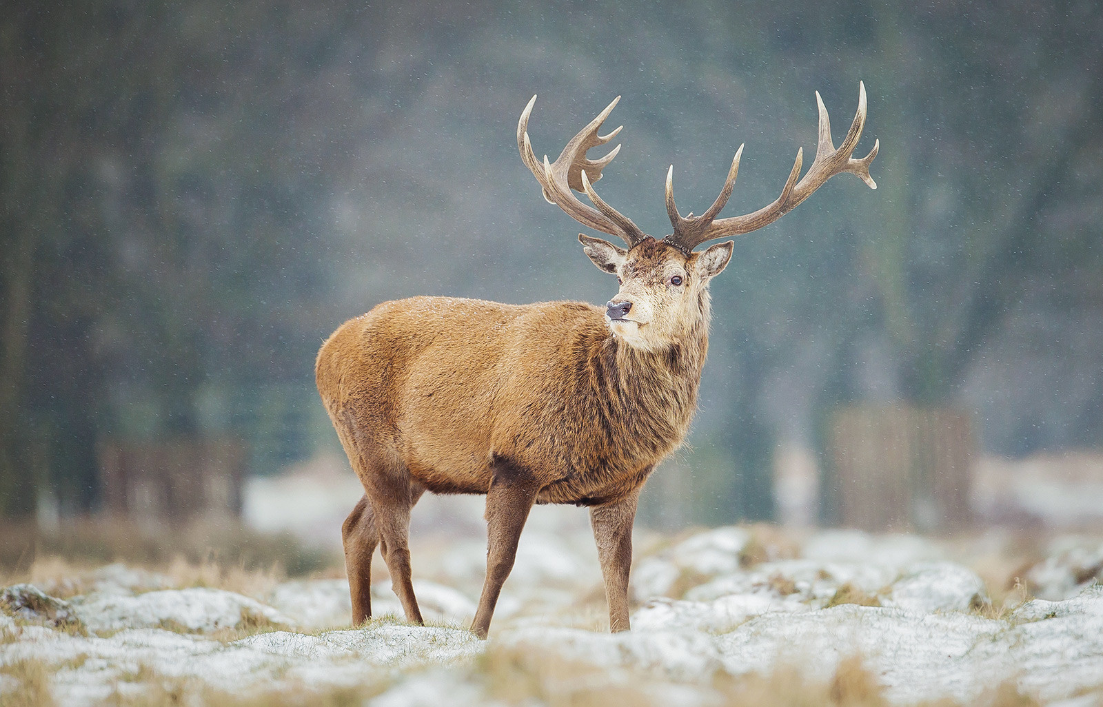 7 of Russia’s most beautiful animals (PHOTOS) - Russia Beyond